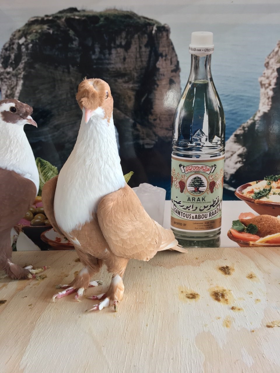 Magic Fancy Pigeons - Pigeons For Sale, Turkish Tumbler, Shakhsharli ...