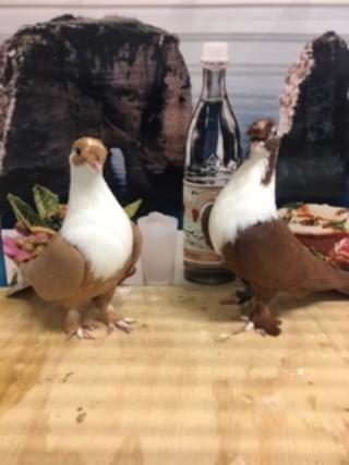 Magic Fancy Pigeons - Pigeons For Sale, Turkish Tumbler, Shakhsharli ...