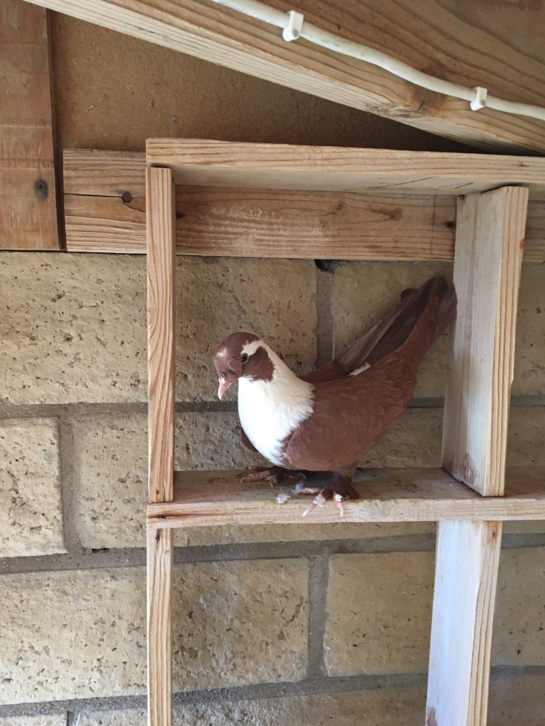 Magic Fancy Pigeons - Pigeons For Sale, Turkish Tumbler, Shakhsharli ...
