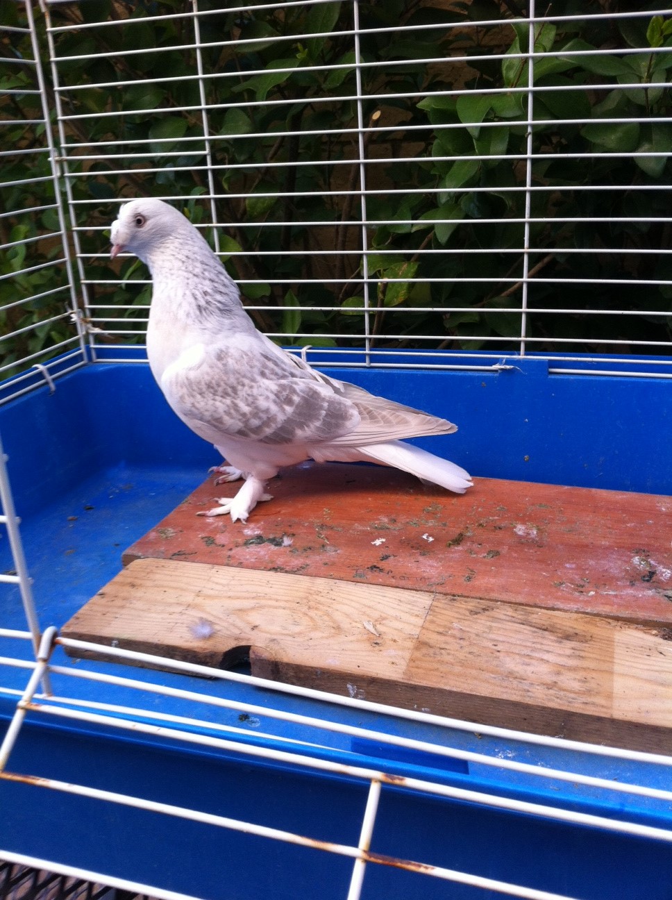 Magic Fancy Pigeons - Pigeons For Sale, Turkish Tumbler, Shakhsharli ...
